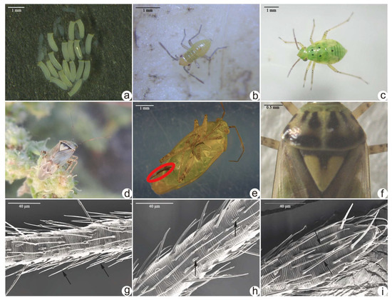 Biology and Ecology of Lygus pratensis (Linn, 1758) (Heteroptera ...