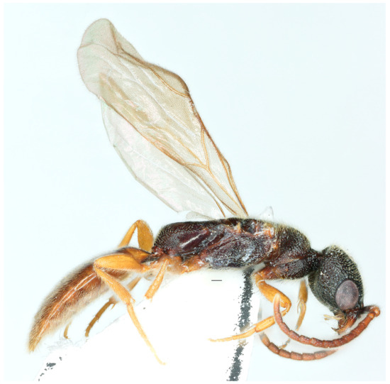First Record of Caloapenesia (Hymenoptera, Bethylidae) from China with ...