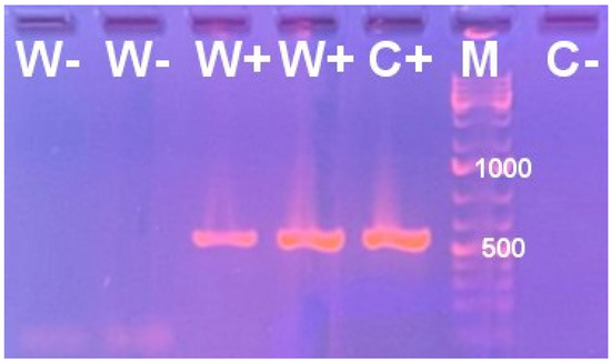 “Hostbusters”: The Bacterial Endosymbiont Wolbachia of the Parasitoid ...