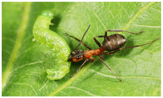 The Role of Red Wood Ants (Formica rufa Species Group) in Central ...