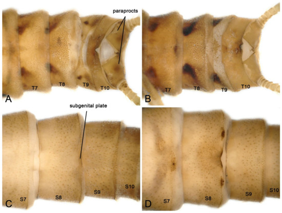 Diversity and the Origin of Perlodinella Klapálek 1912 (Plecoptera ...