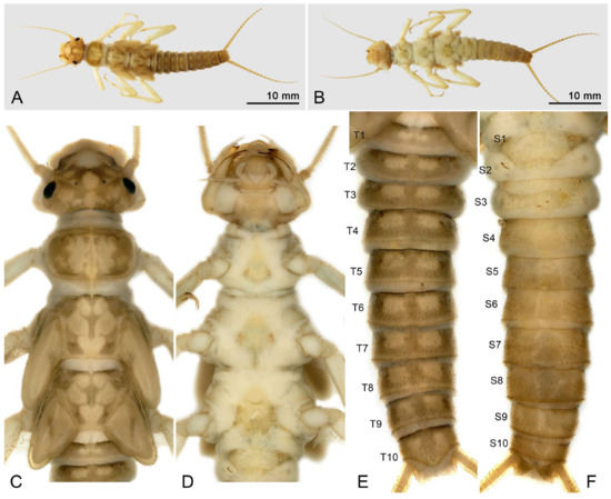 Diversity and the Origin of Perlodinella Klapálek 1912 (Plecoptera ...