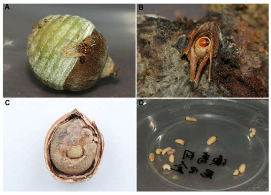 Acorn Weevil Species Diversity and Host Affinity in the Semi-Humid ...