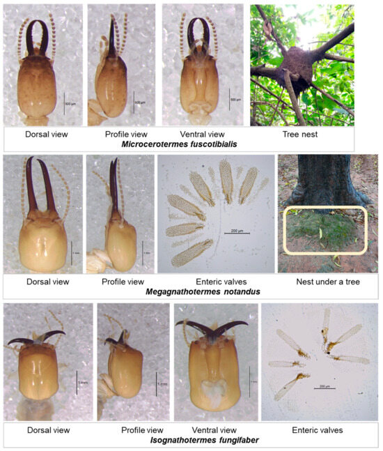 Diversity of Termites Used in Poultry Feed in Burkina Faso