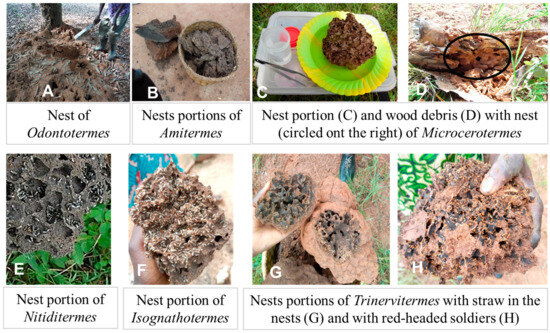 Diversity of Termites Used in Poultry Feed in Burkina Faso