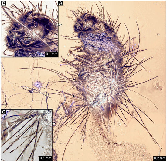 New Amber Fossils Indicate That Larvae of Dermestidae Had Longer ...