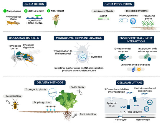 RNAi in Pest Control: Critical Factors Affecting dsRNA Efficacy