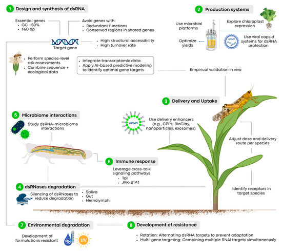RNAi in Pest Control: Critical Factors Affecting dsRNA Efficacy