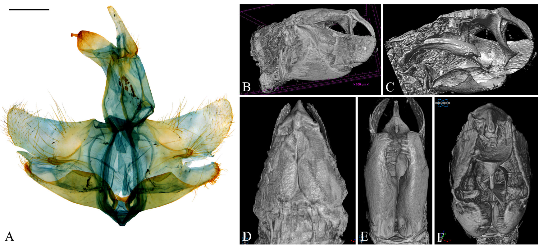 A Non-Destructive Method, Micro-CT, Supports the Identification of ...
