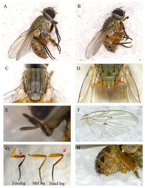 Occurrence, Biological Characteristics, and Annual Dynamics of ...