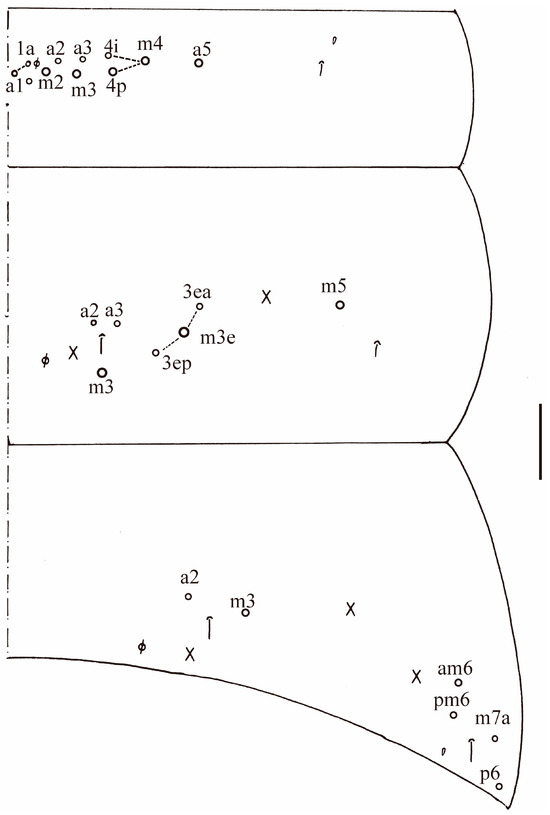 A Review of the Genus Homidia (Collembola, Entomobryidae) in China ...