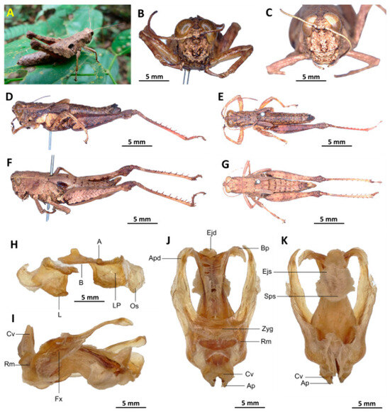 Integrative Taxonomy Revealed Cryptic Diversity in the West African ...