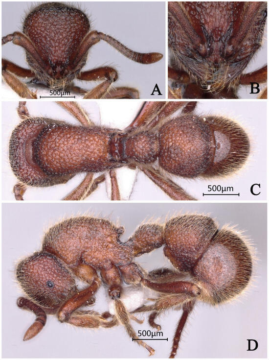 Synopsis of Ant Genus Proceratium Roger, 1863 from China (Hymenoptera ...