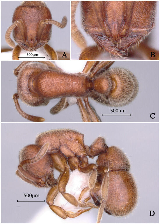 Synopsis of Ant Genus Proceratium Roger, 1863 from China (Hymenoptera ...