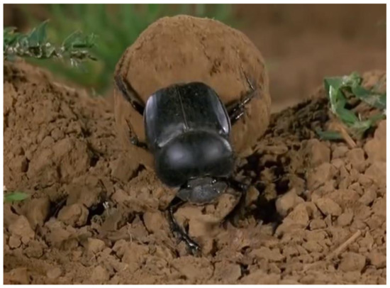 Development of a Dung Beetle Robot and Investigation of Its Dung ...