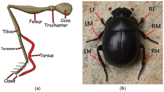 Development of a Dung Beetle Robot and Investigation of Its Dung ...