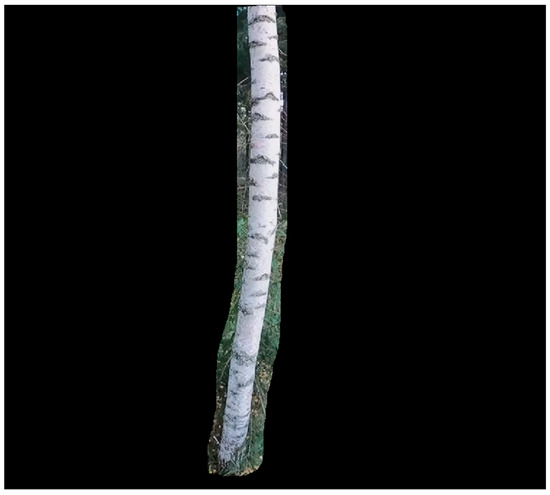 Classification of Tree Species in the Process of Timber-Harvesting ...