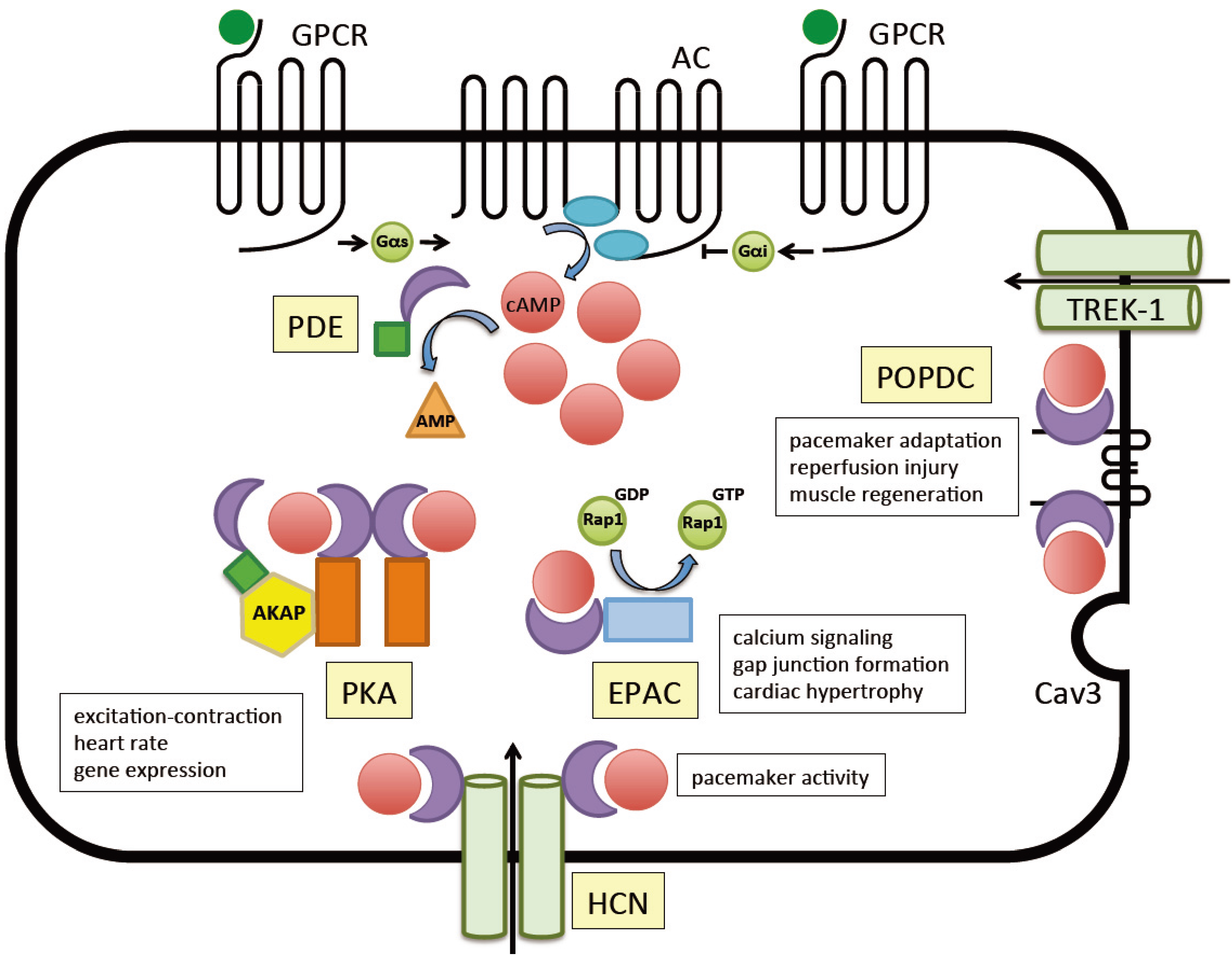 Signal Transduction Pathway Camp