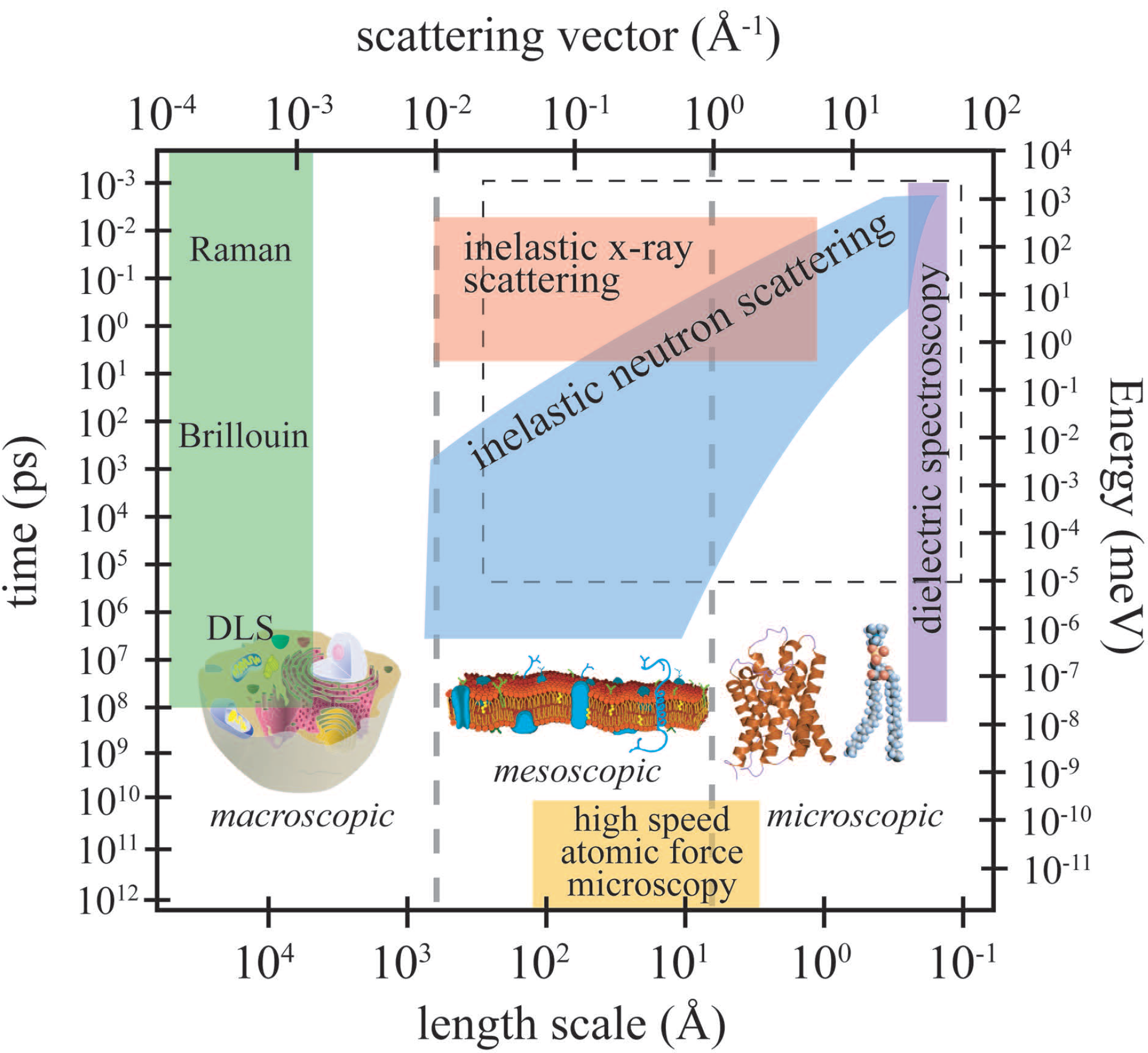 Neutron Scattering at the Intersection of Heart Health Science and ...