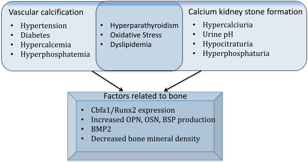 Vascular Calcification and Stone Disease: A New Look towards the Mechanism