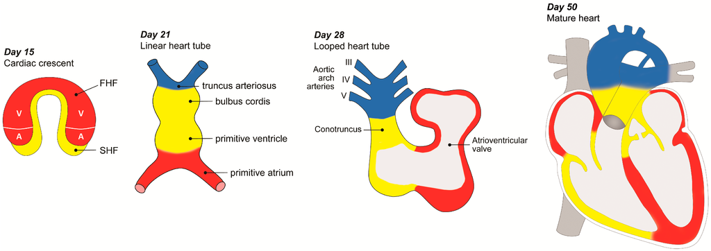 JCDD | Free Full-Text | Embryonic Development of the Bicuspid Aortic Valve