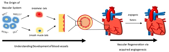 JCDD | Free Full-Text | Vascular Development and Regeneration in the ...