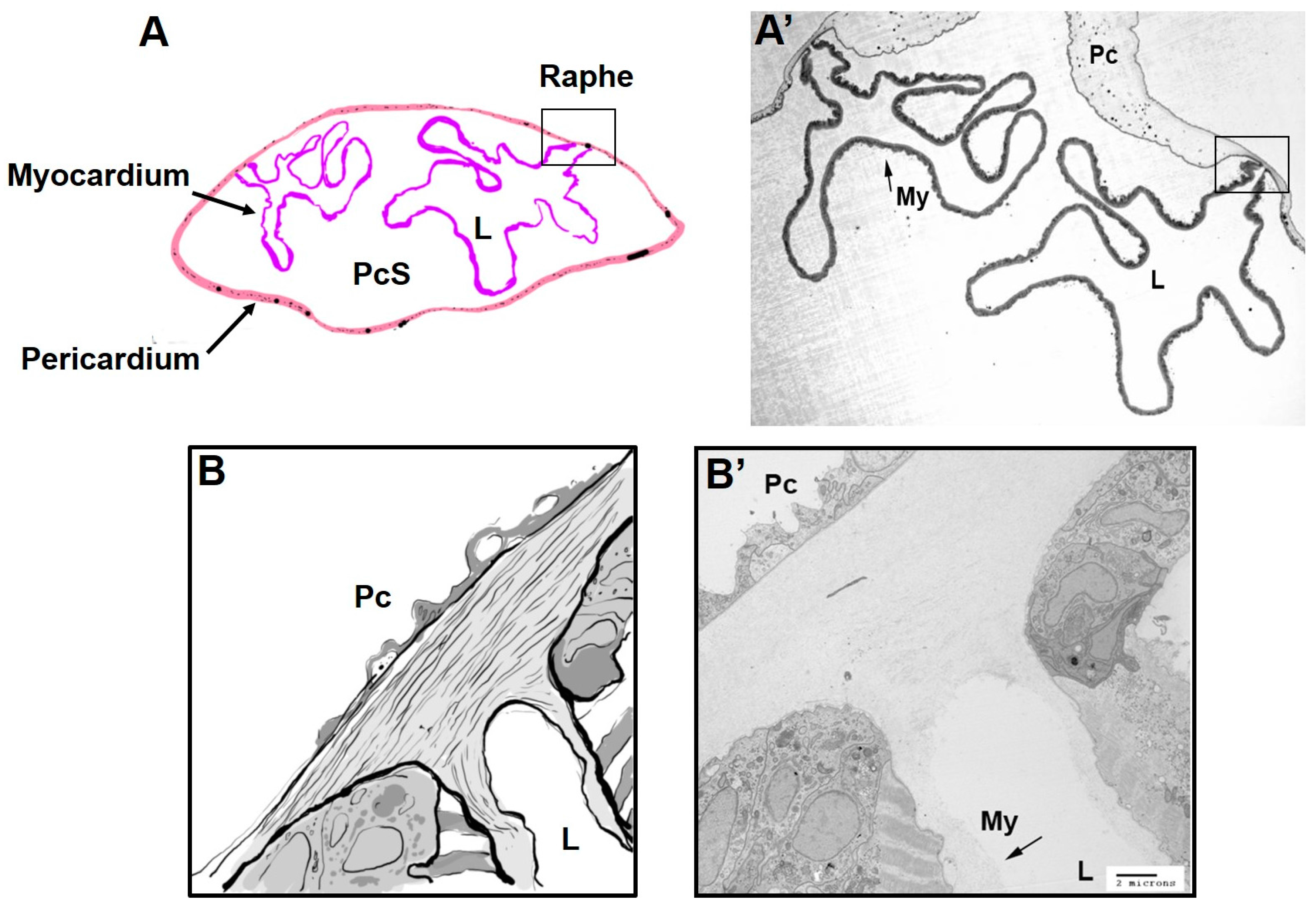JCDD | Free Full-Text | Ciona as a Simple Chordate Model for Heart ... JCDD | Free Full-Text | Ciona as a Simple Chordate Model for Heart ...