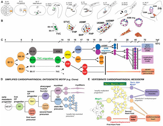 JCDD | Free Full-Text | Ciona as a Simple Chordate Model for Heart ... JCDD | Free Full-Text | Ciona as a Simple Chordate Model for Heart ...