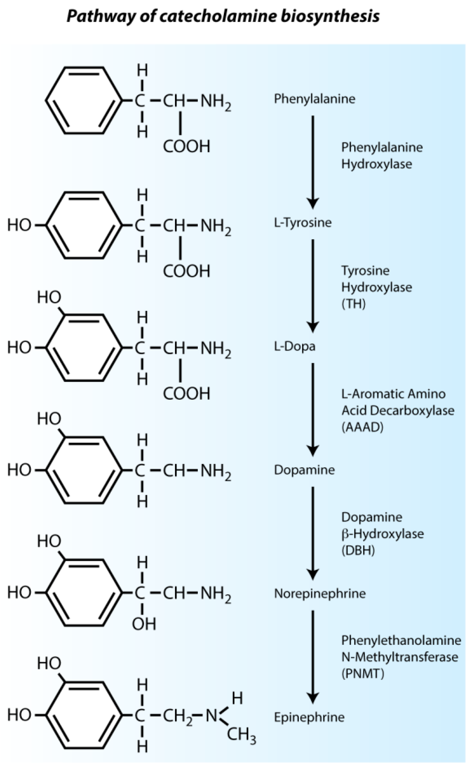 Epinephrine Pathway
