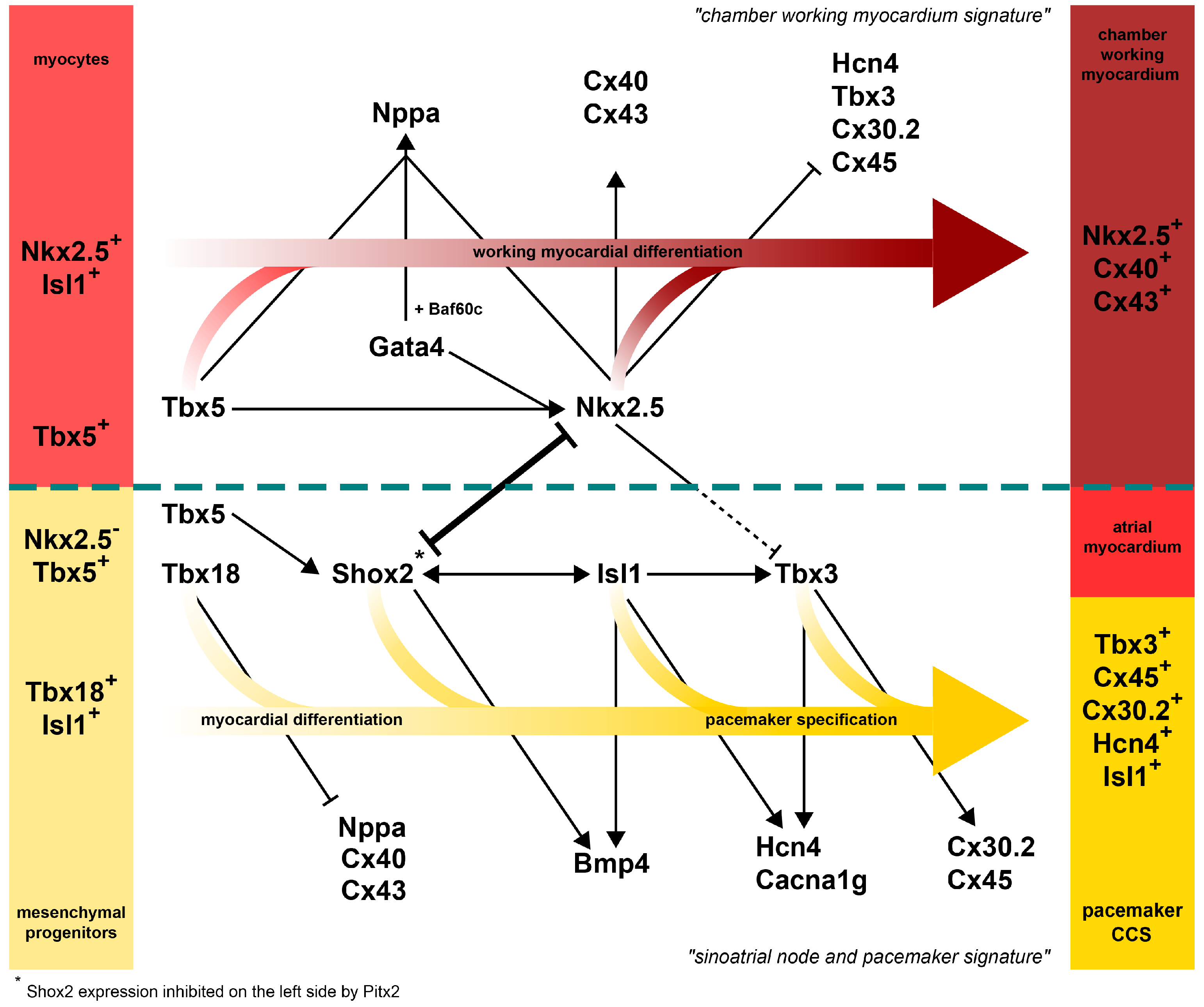 JCDD | Free Full-Text | On the Evolution of the Cardiac Pacemaker