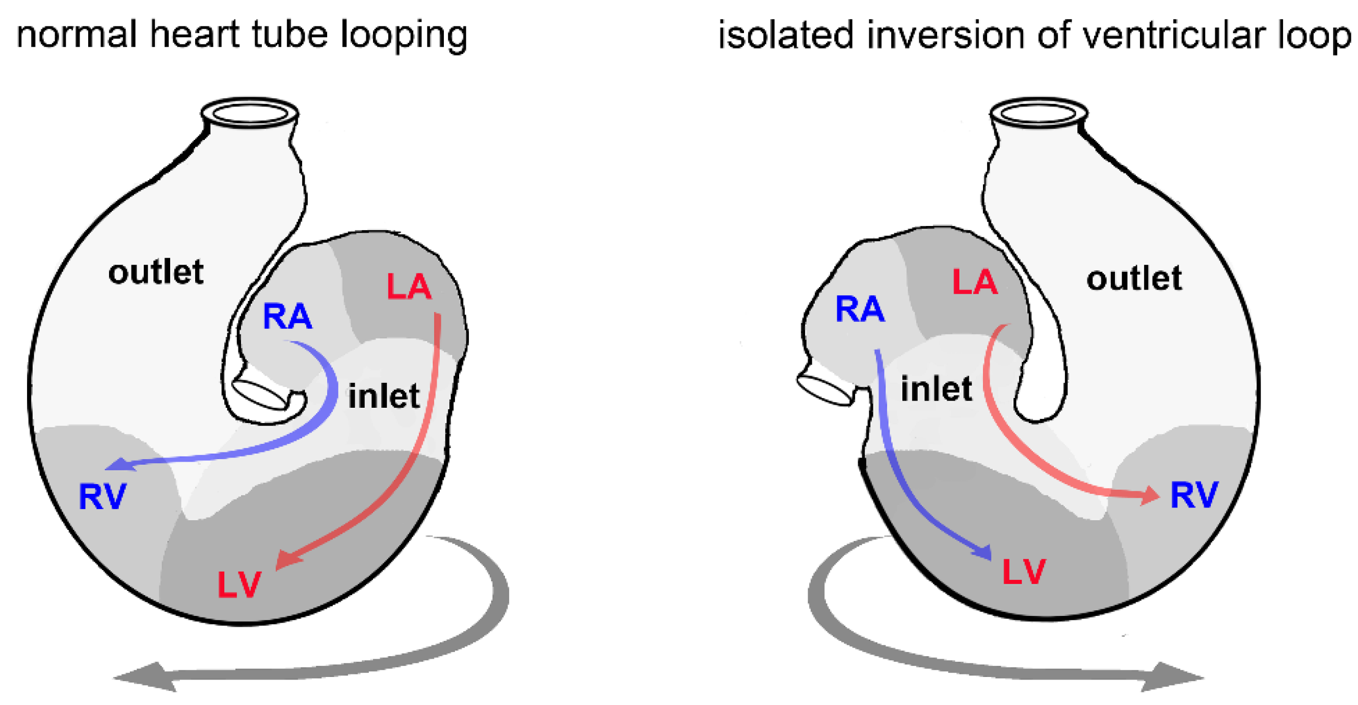 JCDD | Free Full-Text | Kinking and Torsion Can Significantly Improve ...