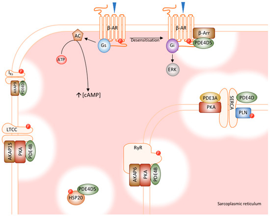 JCDD | Free Full-Text | PDE4-Mediated cAMP Signalling