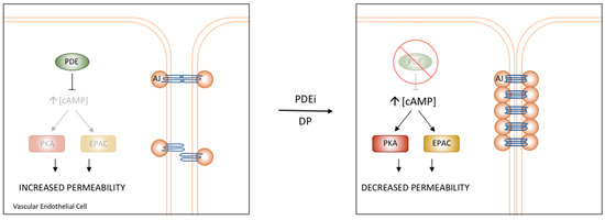 PDE4-Mediated cAMP Signalling