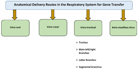 Targeted Gene Delivery through the Respiratory System: Rationale for ...