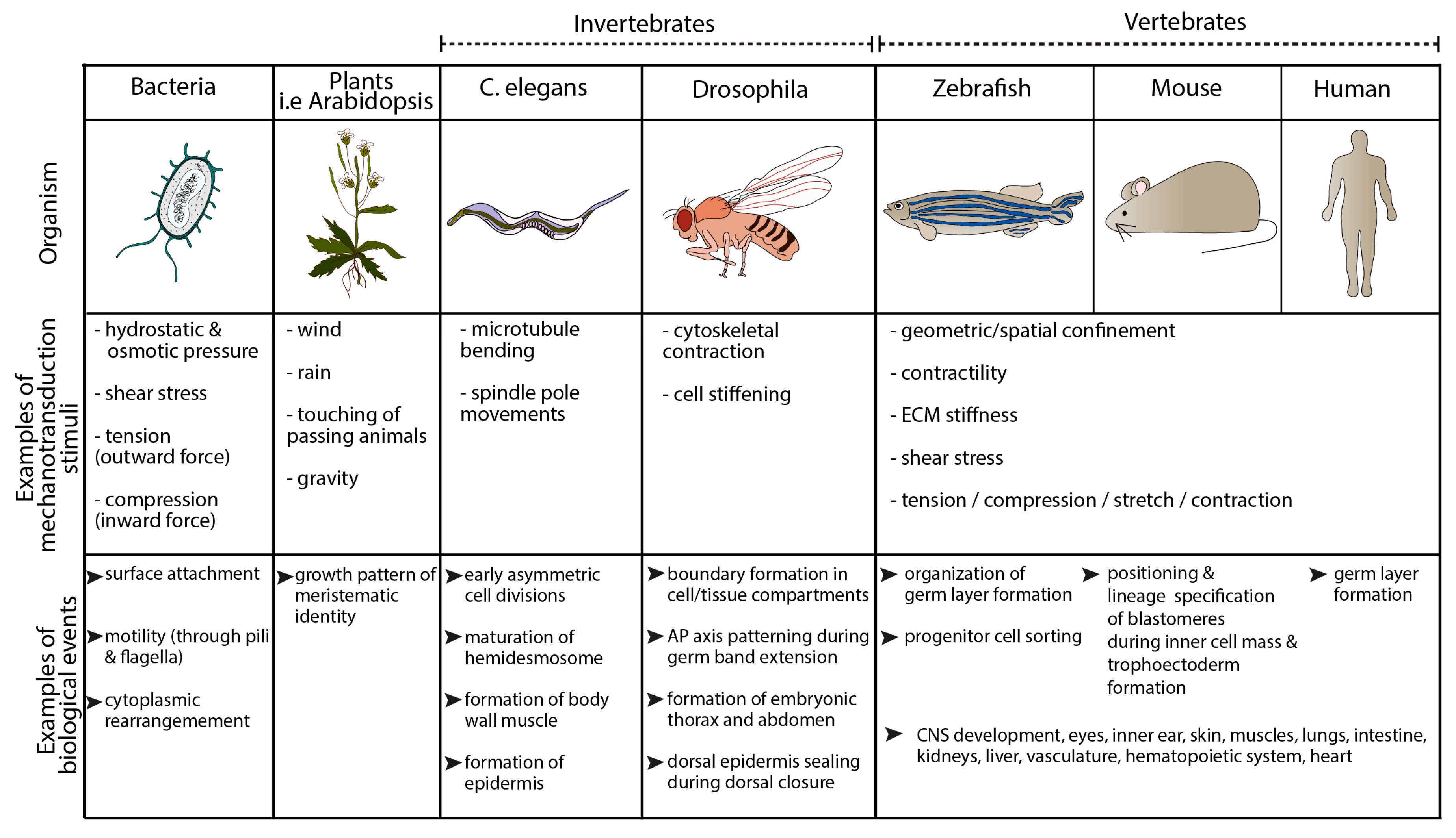 What Is Regeneration Give Any Two Examples Of It At Rick Lewis Blog