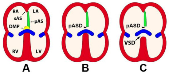 The Mesenchymal Cap of the Atrial Septum and Atrial and ...