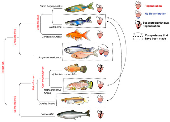 Unlocking the Secrets of the Regenerating Fish Heart: Comparing ...