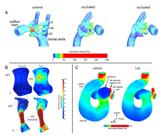 Computational Modeling of Blood Flow Hemodynamics for Biomechanical Investigation of Cardiac ...