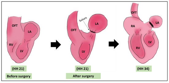 Mechanosensitive Pathways in Heart Development: Findings from Chick ...