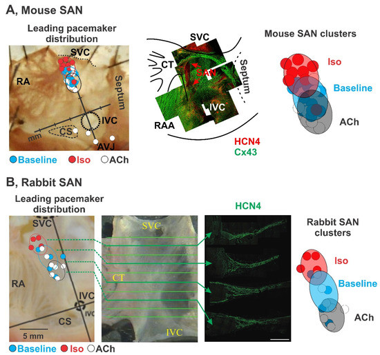 Cellular and Molecular Mechanisms of Functional Hierarchy of Pacemaker ...