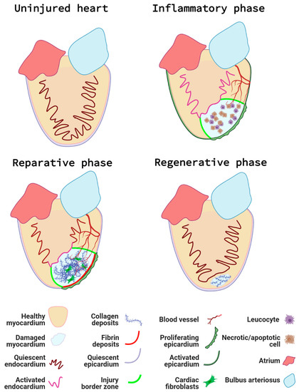 The Zebrafish Cardiac Endothelial Cell—Roles in Development and ...