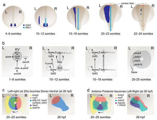JCDD | Special Issue : Zebrafish Heart Development, Regeneration, and ...
