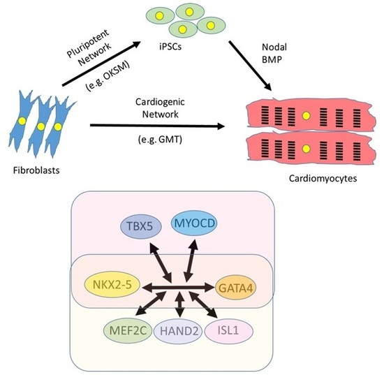 Jcdd Free Full Text Direct Reprogramming Of Cardiac Fibroblasts To
