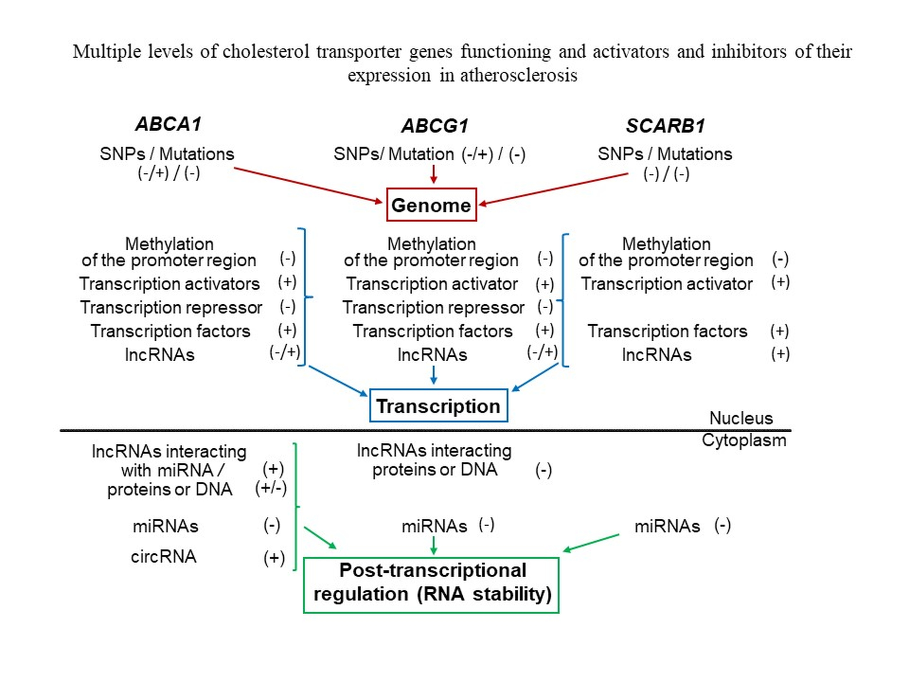 JCDD | Free Full-Text | Genomic Variants and Multilevel Regulation of ...