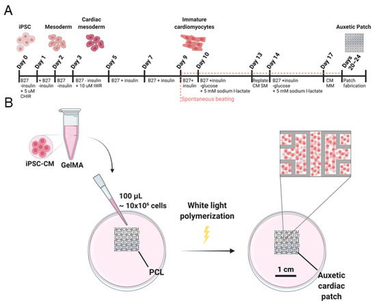Designing a 3D Printing Based Auxetic Cardiac Patch with hiPSC-CMs for ...