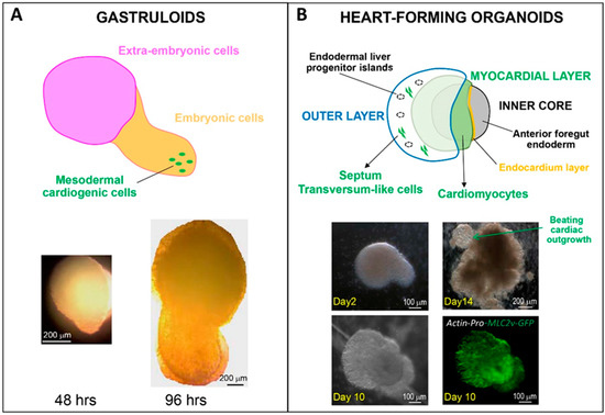 Cardiac Organoids and Gastruloids to Study Physio-Pathological Heart ...