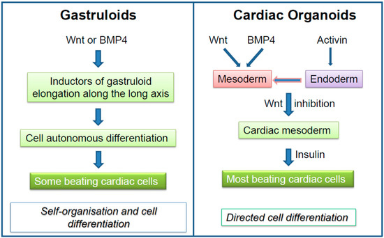Cardiac Organoids and Gastruloids to Study Physio-Pathological Heart ...