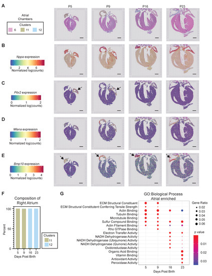 Characterizing Neonatal Heart Maturation, Regeneration, and Scar ...