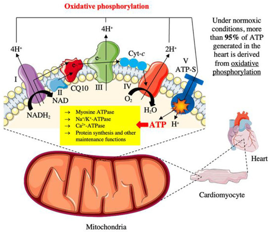 Heart Failure—Do We Need New Drugs or Have Them Already? A Case of ...