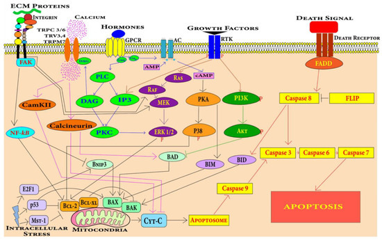 A Comprehensive Outlook on Dilated Cardiomyopathy (DCM): State-Of-The ...